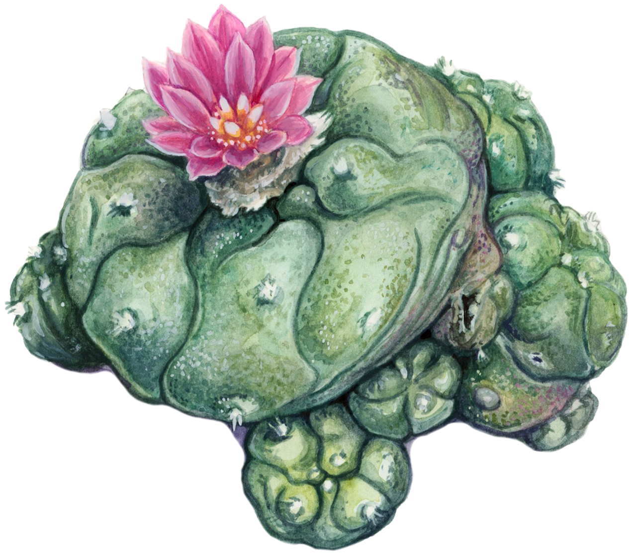 The Peyote Cactus Buy - Peyote Cactus Seeds - L. williamsii