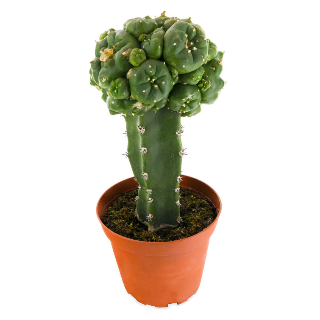 Peyote For Sale | Buying peyote | Lophophora decipiens